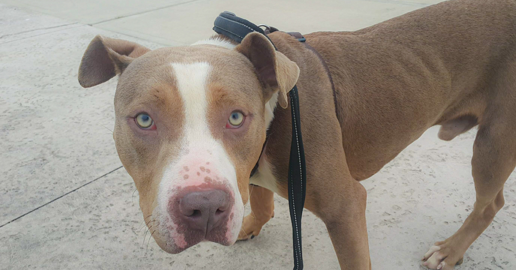 How do you get a scared rescue dog to trust you?